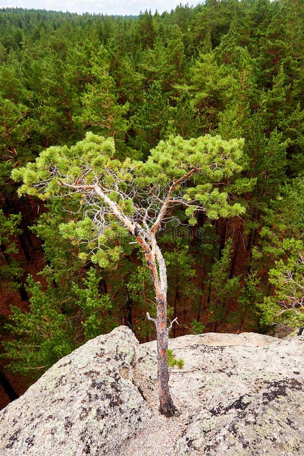 Pine Tree Growing on the Rocky Cliff Stock Photo - Image of alone ...