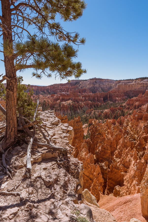 Pine Tree Growing on the Rocky Ledge Overlooking Bryce Canyon Stock ...