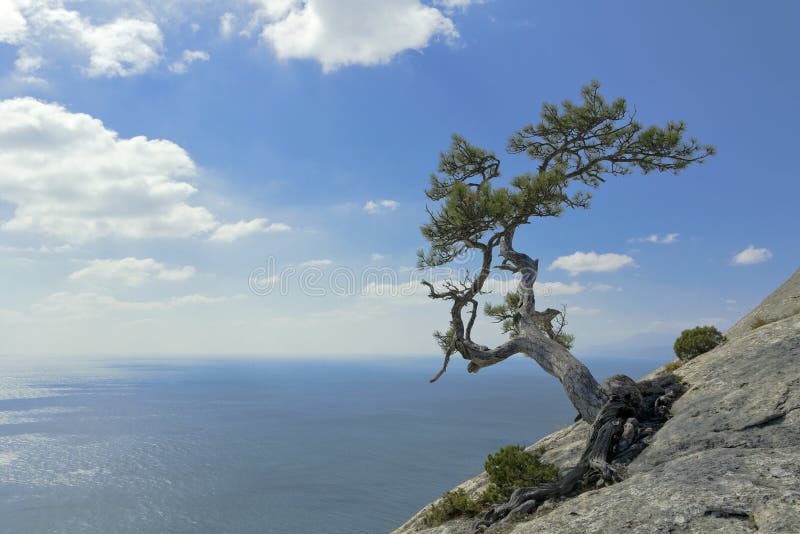 Pine Tree Growing on Top of a Cliff Above the Black Sea Stock Image ...