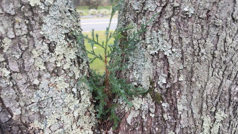 Pine Tree Growing in Tree with Lichen Stock Image - Image of growing ...