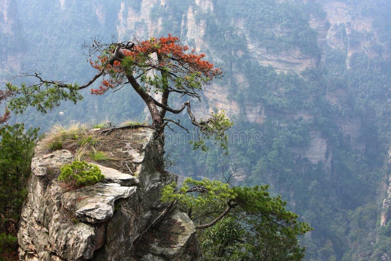 Pine tree grows on cliff stock image. Image of cliff - 24294499
