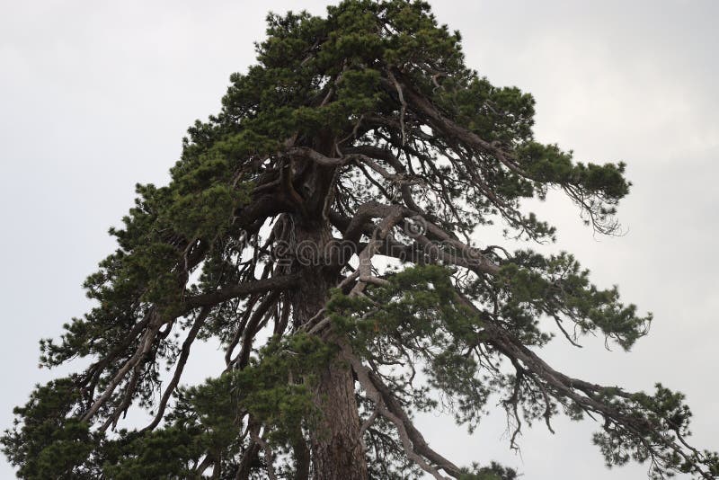 Pine wood natural. stock image. Image of tree, evergreen - 251936975