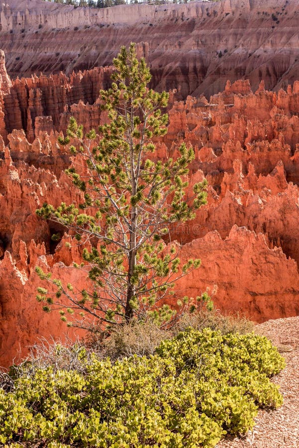 Pine Tree Grows among the Rock Formations at Bryce Stock Photo - Image ...