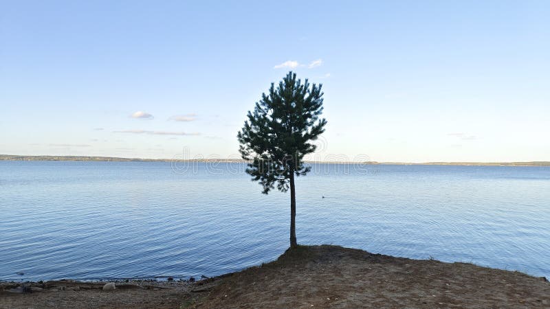A Pine Tree Grows on the Shore of the Lake, Passing into a Pebble Beach ...