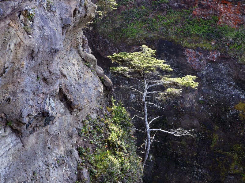 Pine Tree Grows Side Cliff Stock Photos - Free & Royalty-Free Stock ...