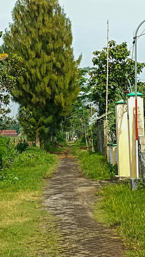 Pine Tree that Grows on the Side of a Village Road Stock Image - Image ...