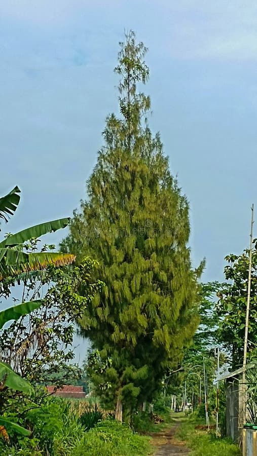 Pine Tree that Grows on the Side of a Village Road Stock Photo - Image ...