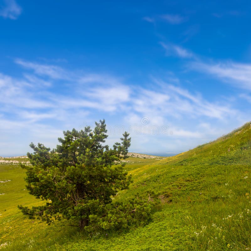 Pine Tree Growth on the Green Mount Slope Stock Image - Image of summer ...