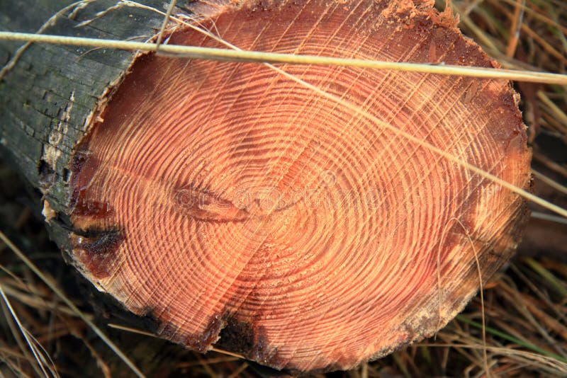 Pine tree growth rings stock image. Image of natural - 201101685