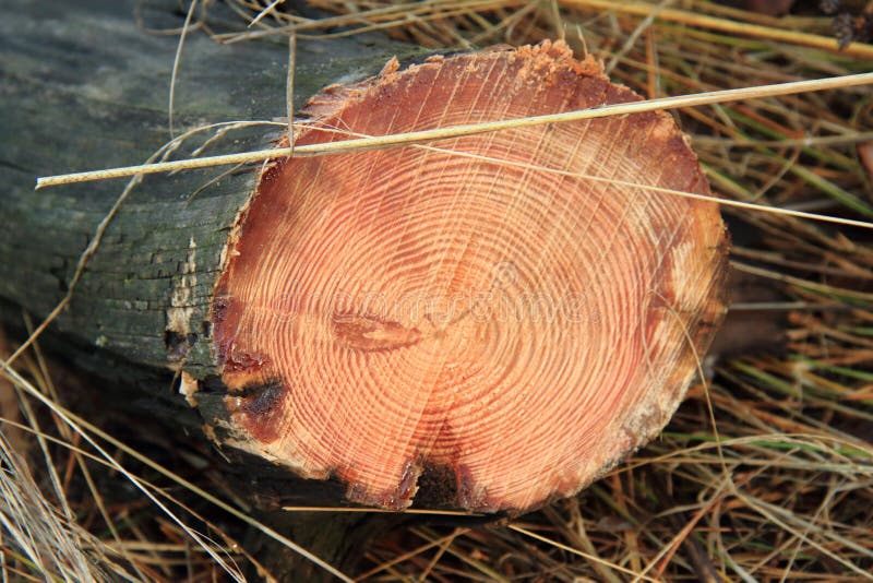 Pine tree growth rings stock image. Image of natural - 201101685