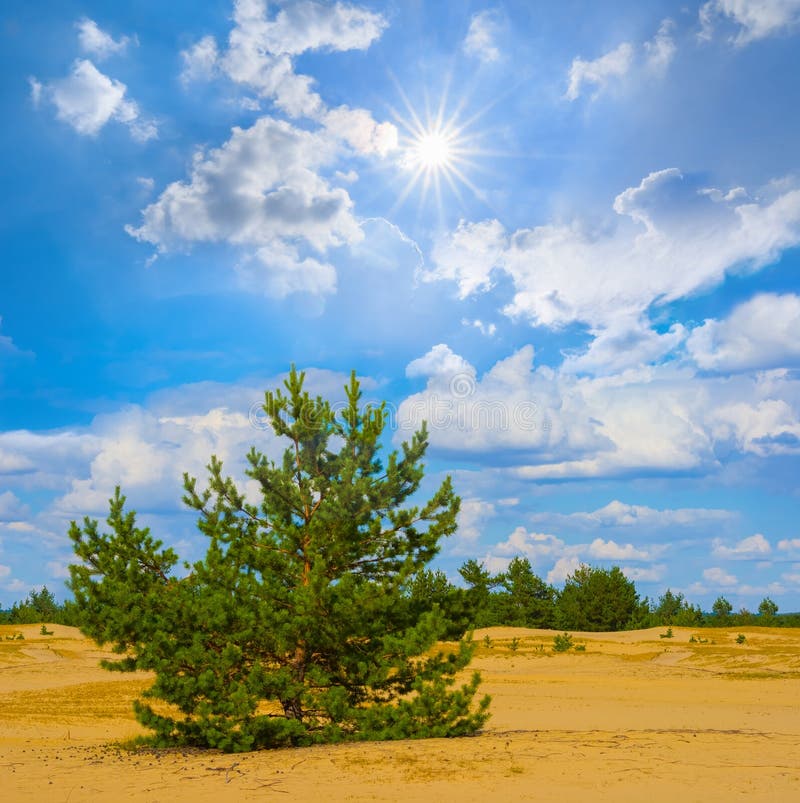 Pine Tree Growth among Sandy Desert at Sunny Day Stock Photo - Image of ...
