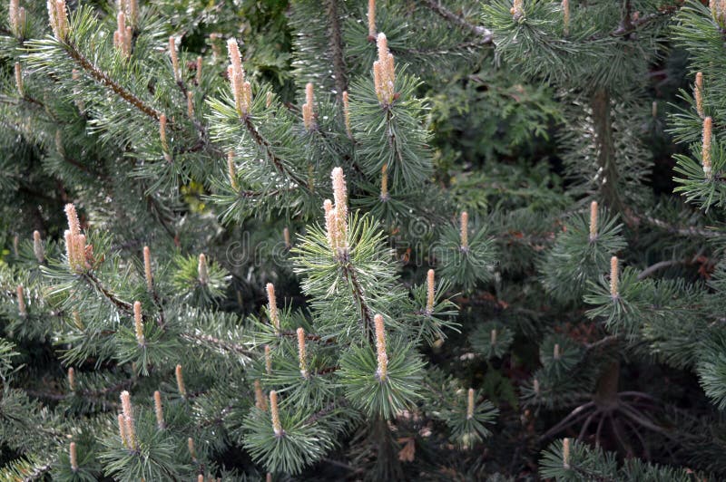 Pine tree growth in Spring stock image. Image of leaf - 92687029