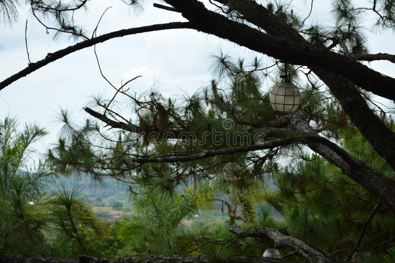 Pine Tree with Hanging Night Lamps Made from Shells Stock Image - Image ...