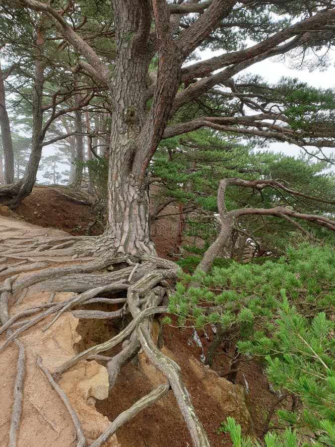 Pine Tree Hanging Over a Cliff Stock Photo - Image of away, exposed ...
