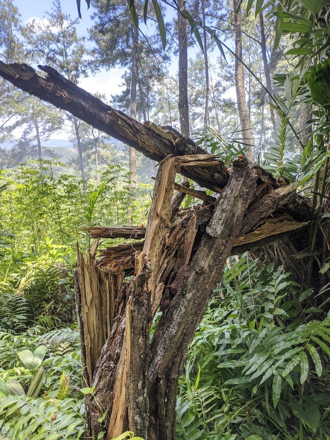 Logo Has Mountain Wood Working Stock Photos - Free & Royalty-Free Stock ...