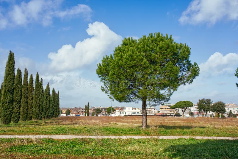 Pine Tree in Healthy Field, Grass, Suburbs in Spring Stock Photo ...