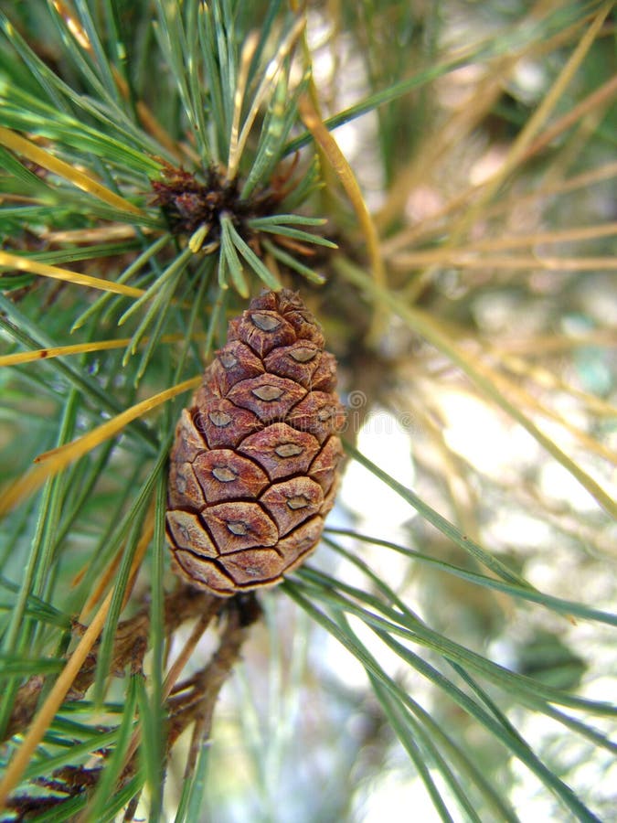 Pine Tree stock image. Image of hemlock, fruit, pine - 82418143