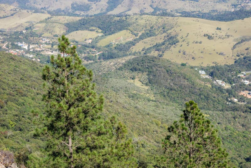 Pine Tree on High Altitude Mountainous Region Stock Photo - Image of ...