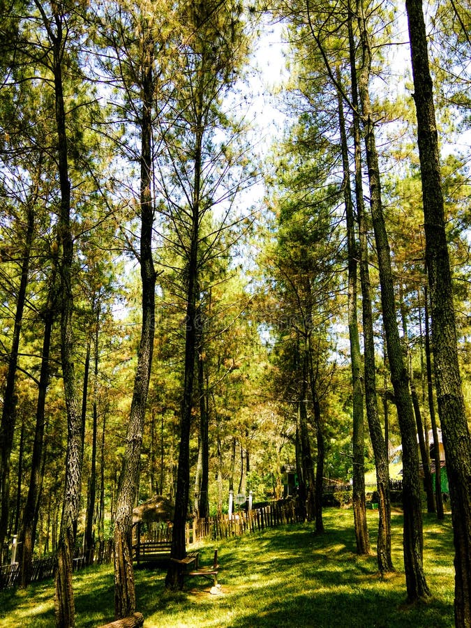 Pine of the Tree High and Nature Stock Photo - Image of nature, natire ...