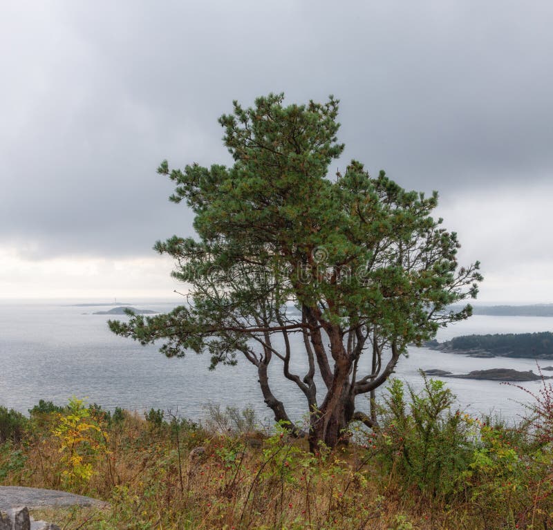 Pine Tree at the Highest Point of Oderoya Island with a Panoramic View ...