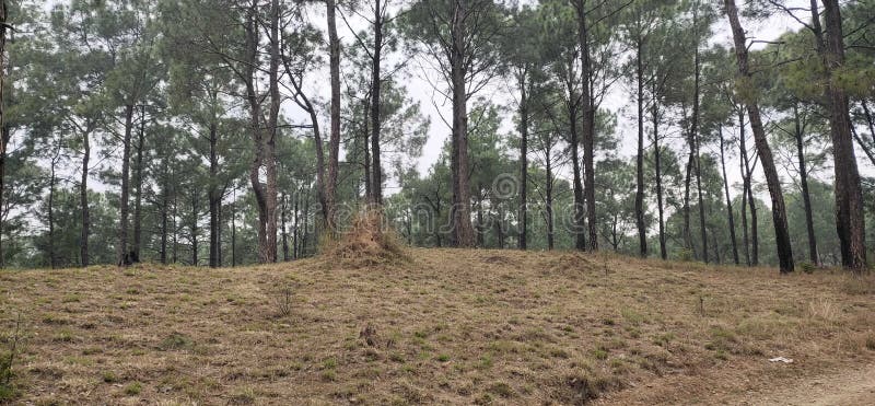 Pine Tree in Himalayan Forest Stock Image - Image of vegetation ...