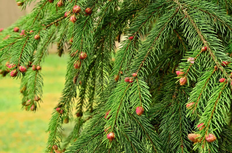 Tree with Horizontal Branches in the Park on a Sunny Day Stock Photo ...