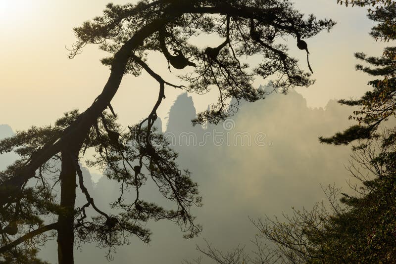 Pine Tree in Huangshan Mountains Stock Photo - Image of east, mist ...