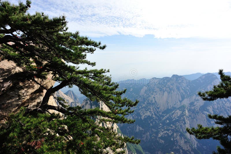 Pine Tree at Huashan Mountain Stock Image - Image of china, asia: 31214681