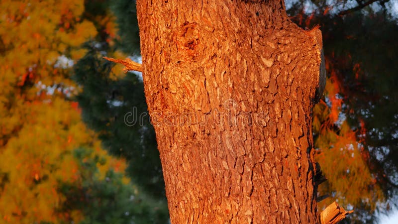 Pine Tree Illuminated at Sunset. Tree Trunk Stock Video - Video of rays ...