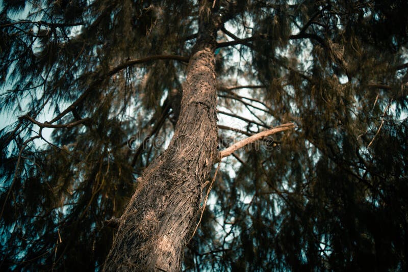 Pine Tree Inside a Forest in Karnataka, India. Stock Photo - Image of ...