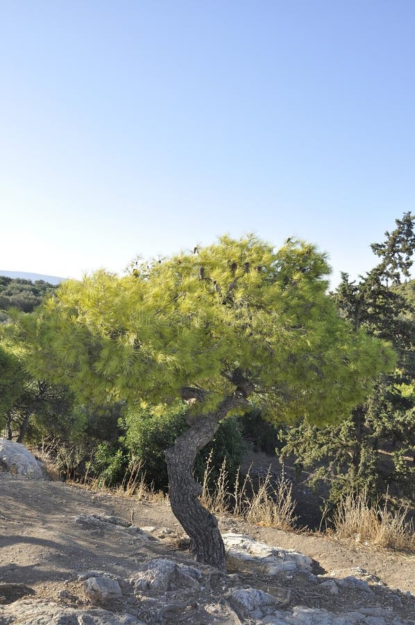 Pine Tree Isolated on Phillopappou Hill Stock Photo - Image of branch ...