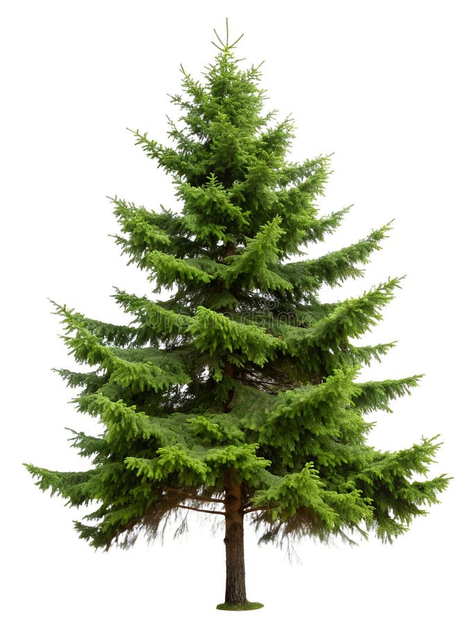 Evergreen Conifer Stock Illustrations – 30,253 Evergreen Conifer Stock ...