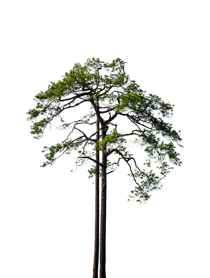 Tall Pine Png Stock Photos - Free & Royalty-Free Stock Photos from ...