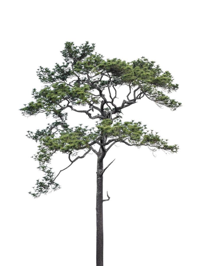Tall Tree Png Stock Photos - Free & Royalty-Free Stock Photos from ...