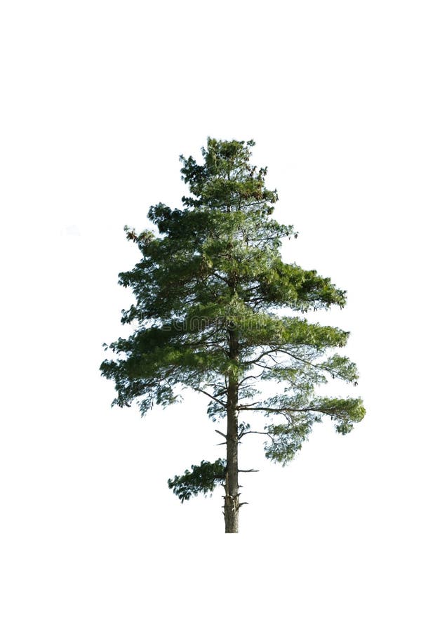 Pine Tree Isolated on White Stock Photo - Image of environment, large ...