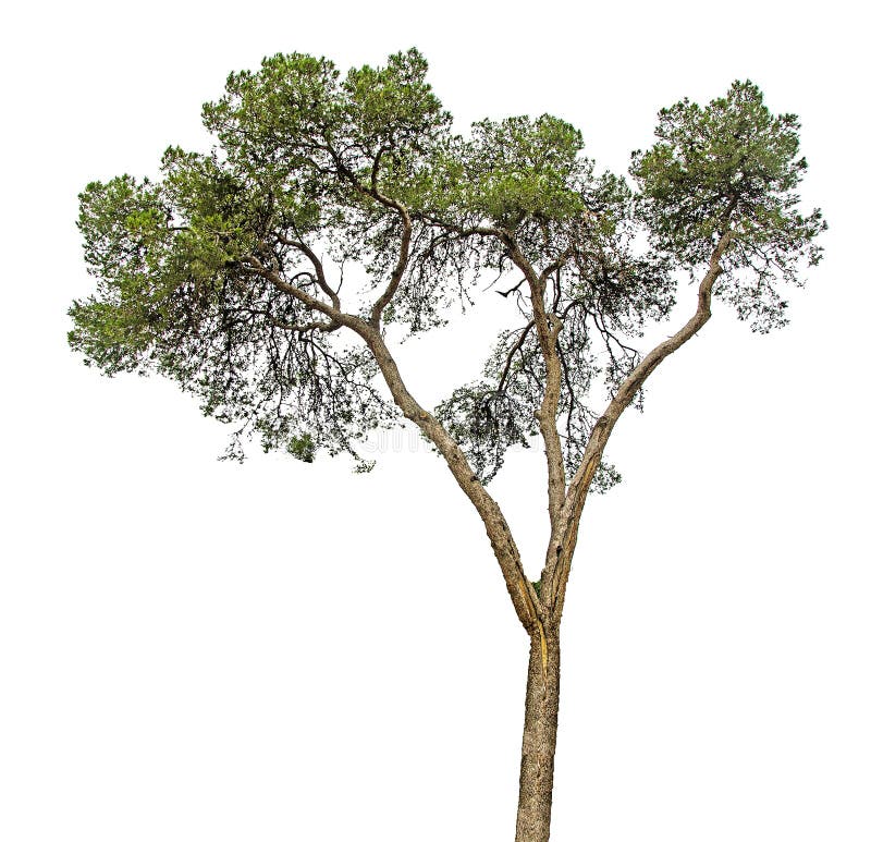 Pine Tree Standing All Alone Tall Up To the Sky Stock Photo - Image of ...