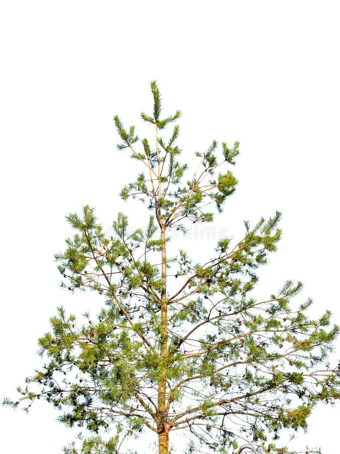 Tree sap on a conifer stock image. Image of shiny, pinaceae - 255067199