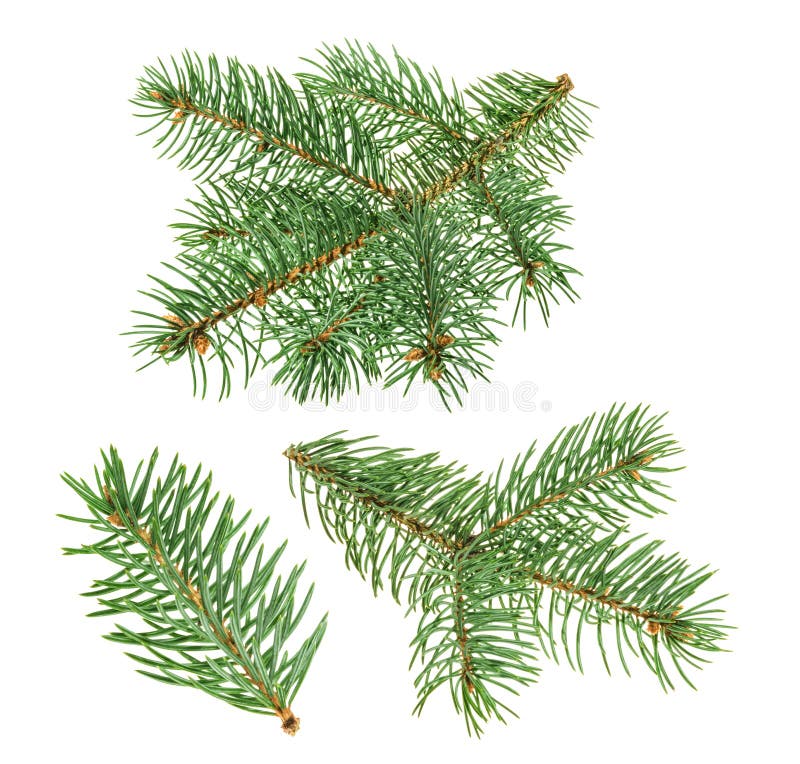 Pine Tree Isolated on White. without Shadow Stock Image - Image of ...