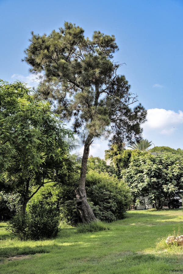 Pine tree in park stock photo. Image of israeli, needle - 338204968