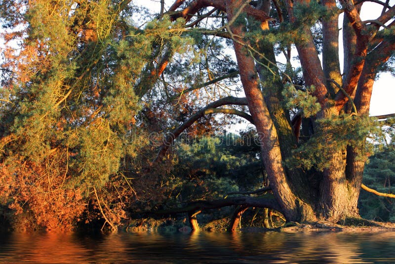 Pine Tree with Its Branches Arching Over Water Stock Image - Image of ...