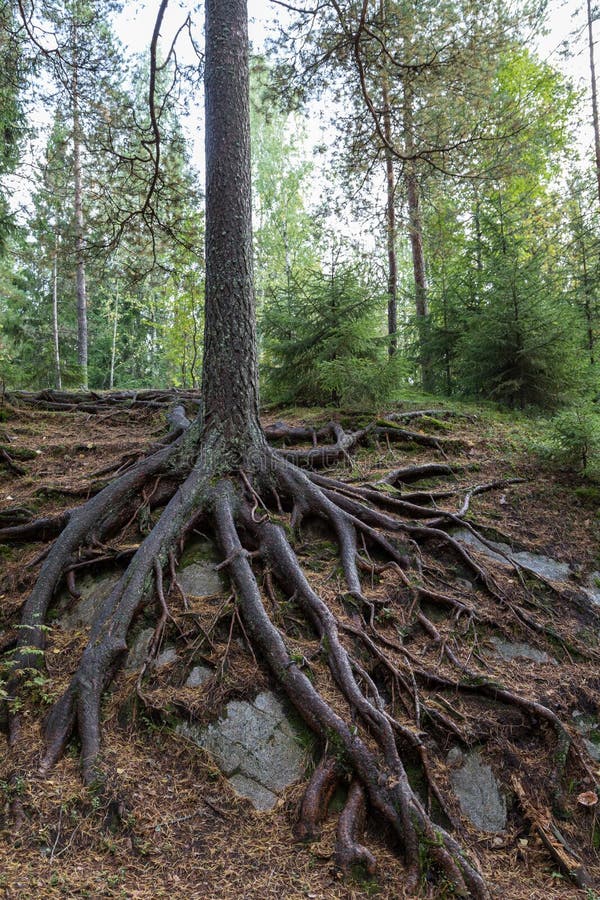 Pine tree and its roots stock image. Image of outdoors - 99911795