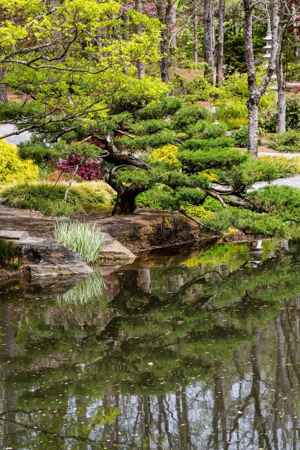 Pine Tree in Japanese Garden Stock Image - Image of foliage, oriental ...