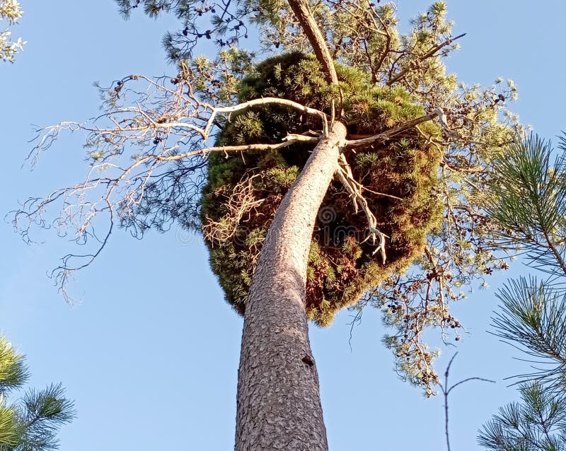 Pine Tree, Jijel Forest, Algeria Stock Image - Image of produce, spring ...