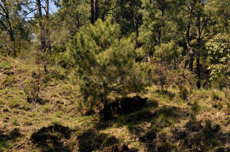 Top of Pine Tree in Palampur Himachal Pradesh India Stock Photo - Image ...