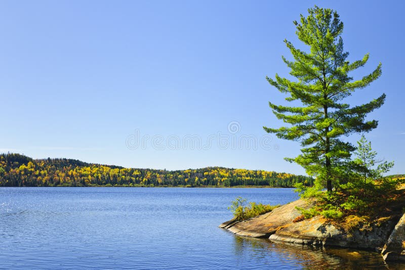 Pine tree at lake shore stock image. Image of tranquil - 21542061