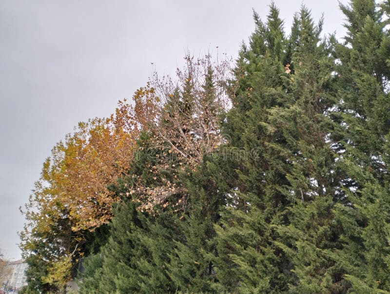 Pine tree with landscape stock image. Image of botany - 353398443