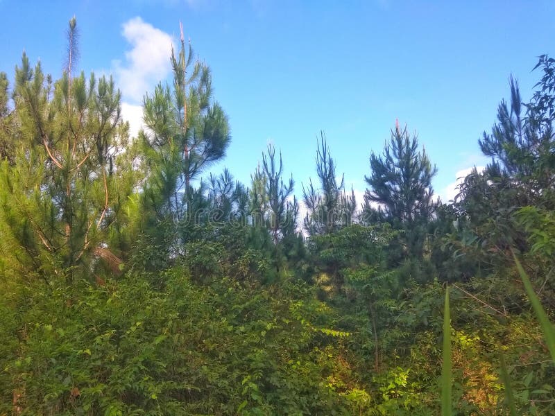 Pine Tree Landscape with Clear Sky, Background Stock Photo - Image of ...