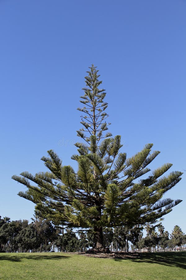 Pine tree stock photo. Image of california, tree, deciduous - 50064782