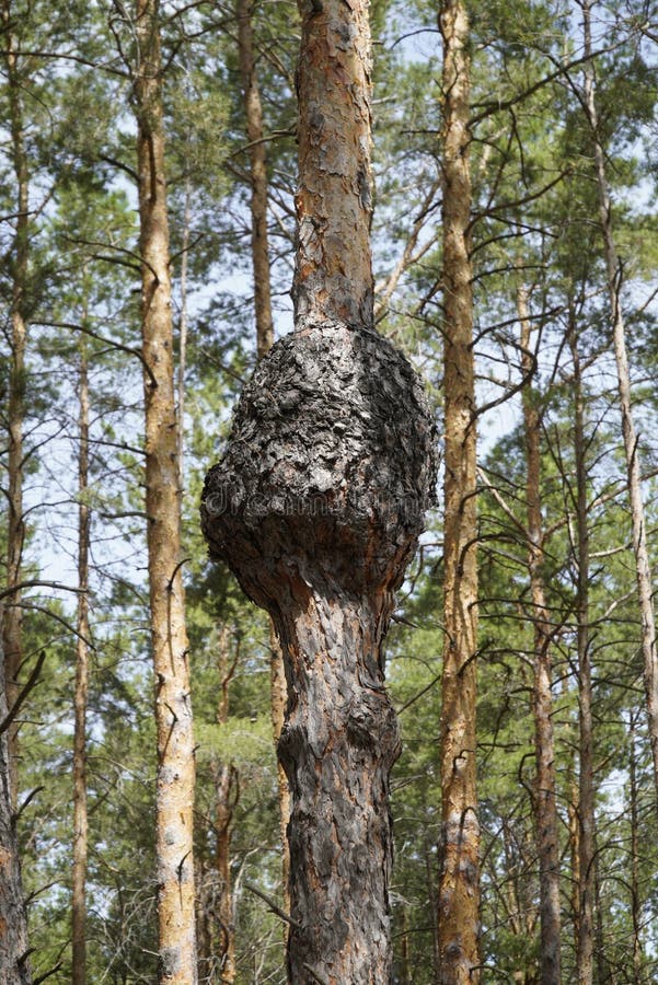 A Large Growth of Lignified Fungi on a Tree Trunk. Tree Bark Disease. a ...