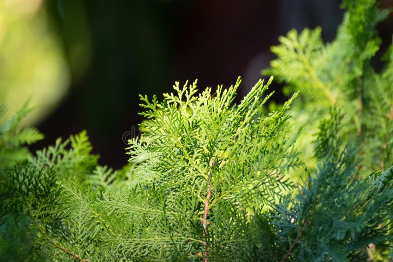Pine tree leaf stock photo. Image of branches, color - 68562082